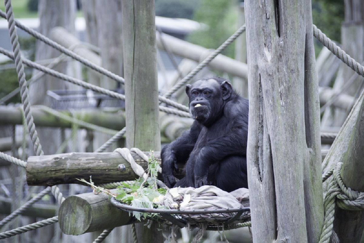 Edinburgh - Edinburgh Zoo